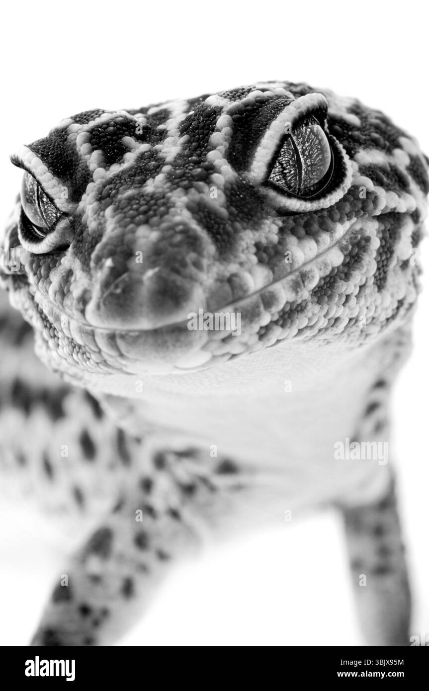 Background looking Black and White Stock Photos & Images - Alamy