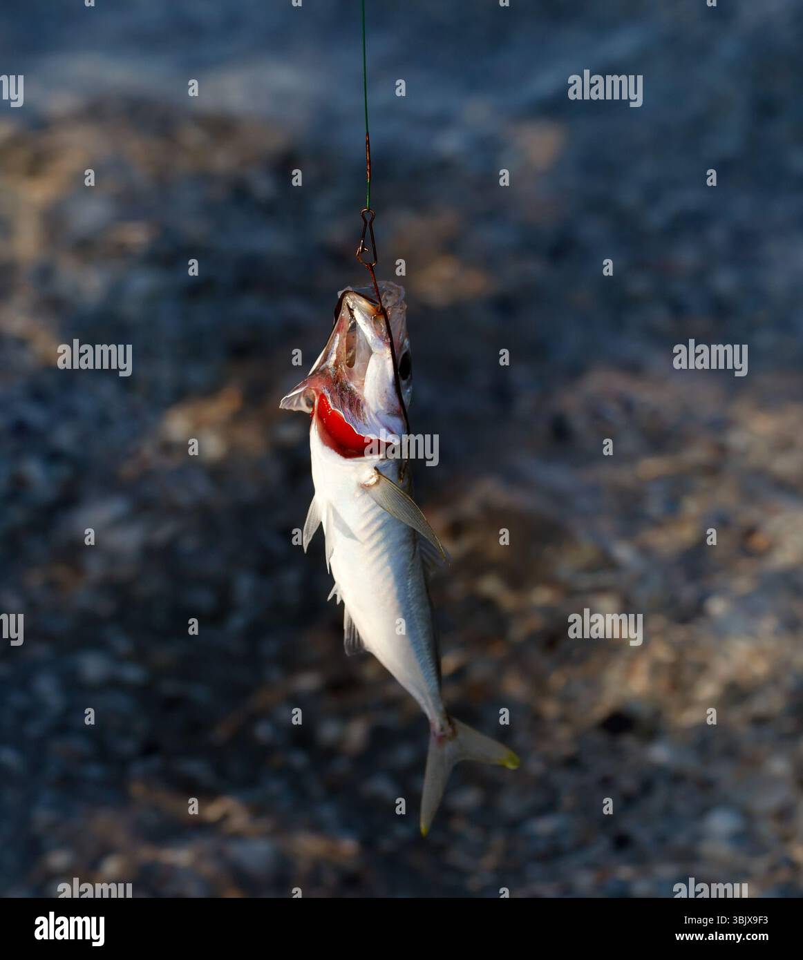Caught fish on hook fishing hi-res stock photography and images - Alamy