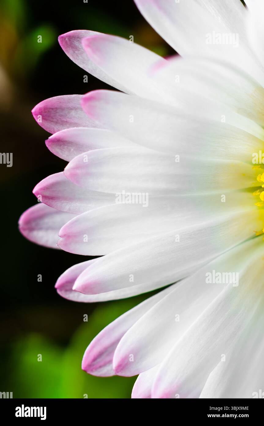 Purple white edges hi-res stock photography and images - Alamy