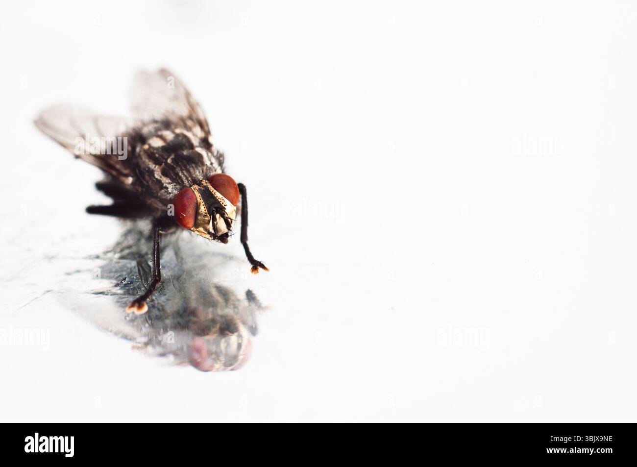 Reflective insect hi-res stock photography and images - Alamy