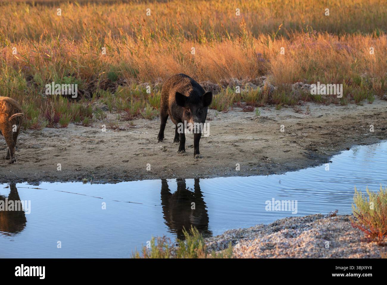 Wild boar at watering place with reflections on water Stock Photo - Alamy