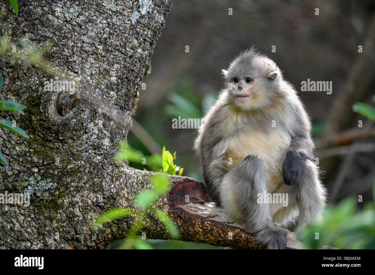 (250617) -- DEQEN, June 17, 2025 (Xinhua) -- This photo taken on June ...