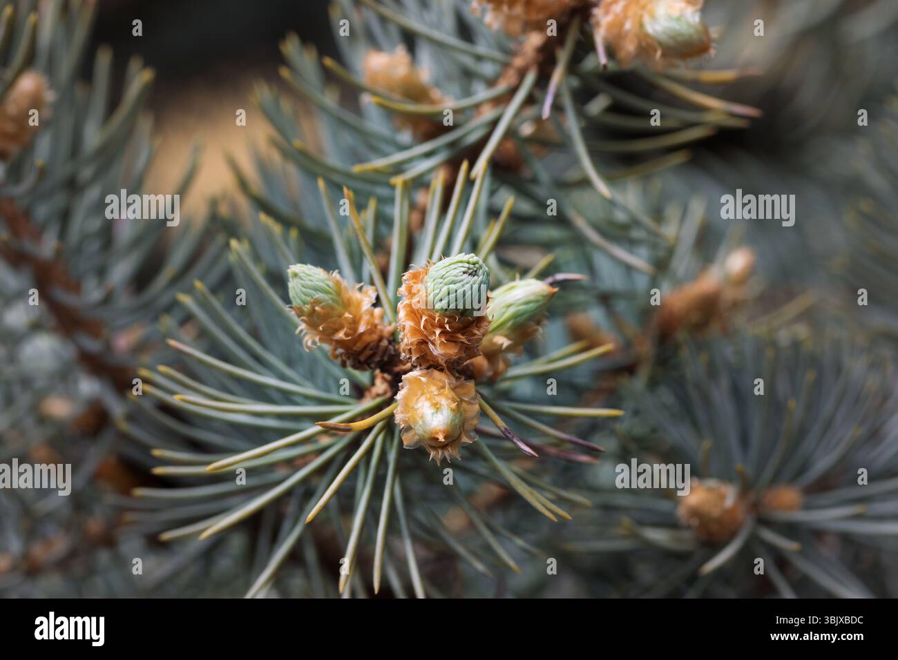 Young pine fir branches hi-res stock photography and images - Alamy