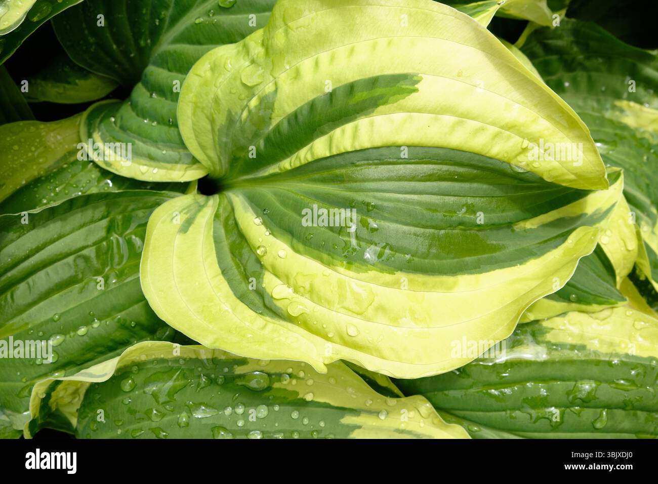 Bright hosta leaves in shades of green and yellow with fresh raindrops ...