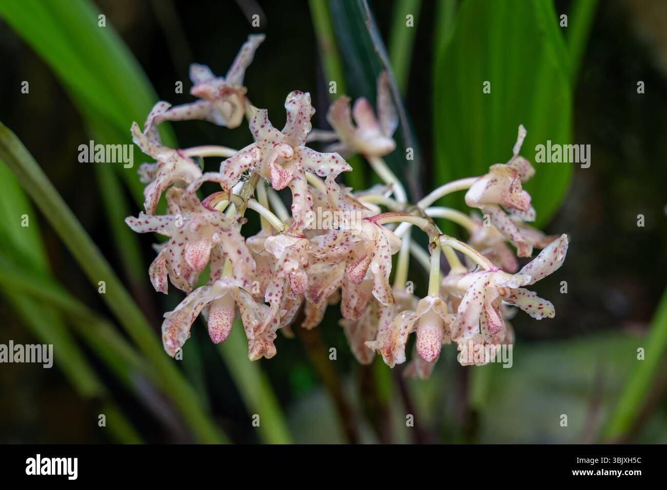 The Lion's Tongue orchid, Xylobium leontoglossum, in the Orchidarium of ...