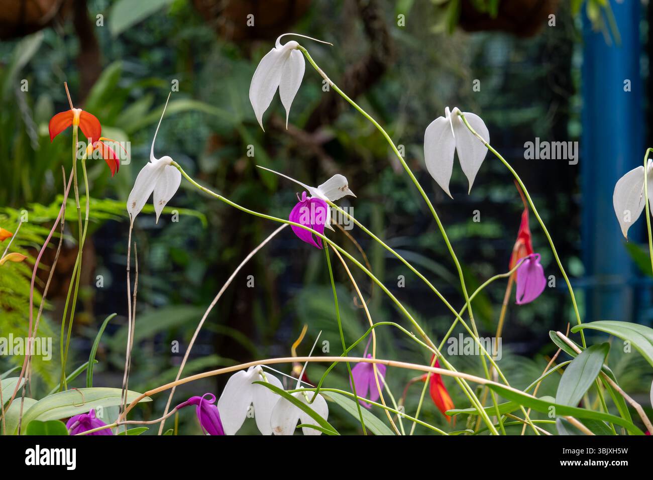 The Little Flag Orchid, Masdevallia coccinea, in the Orchidarium of the ...