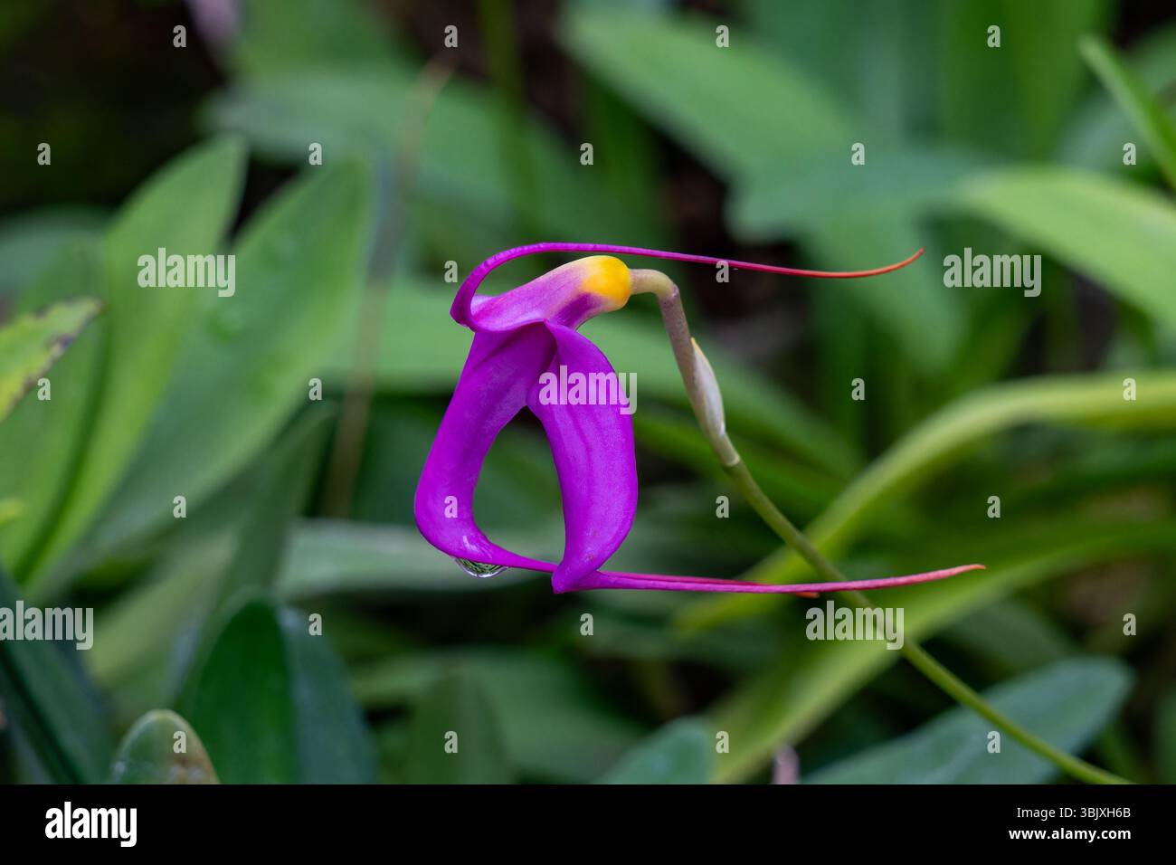 A Scarlet Masdevallia, Masdevallia coccinea, in the Orchidarium, Quito ...