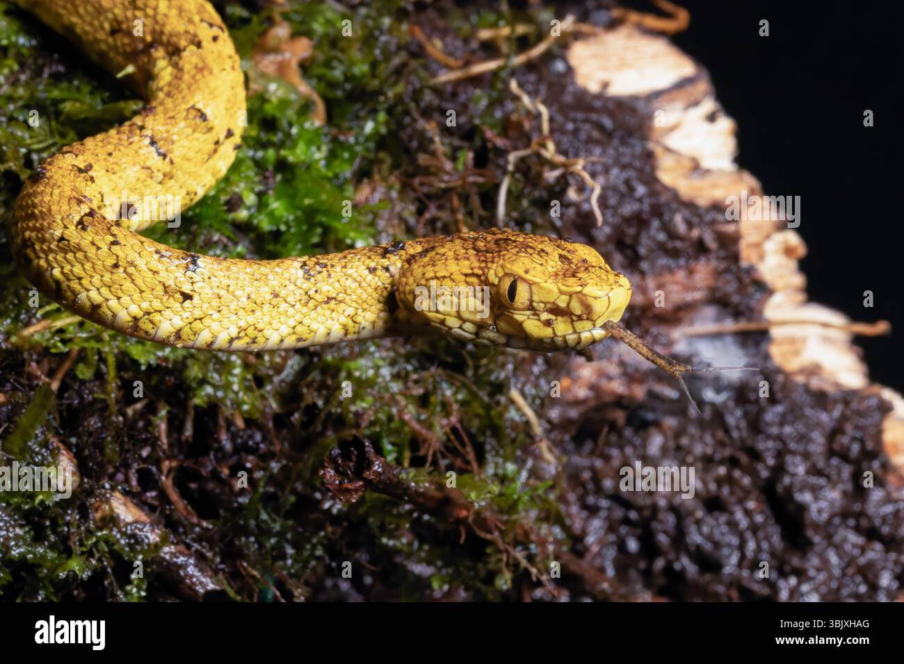 A juvenile Osborne's Lancehead, Bothrops osbornei, in the Septimo ...