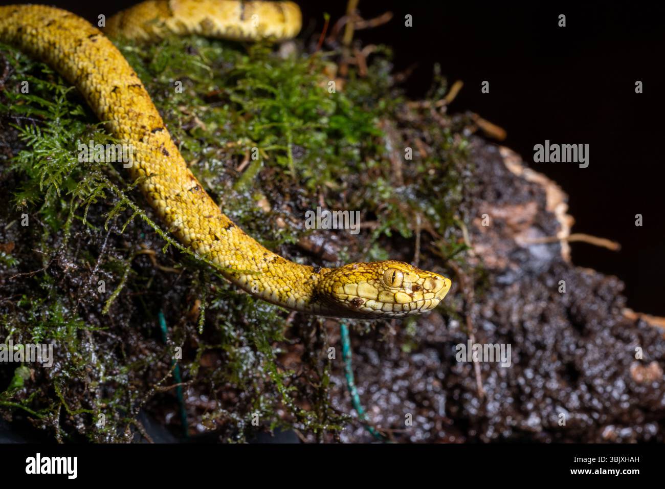 A juvenile Osborne's Lancehead, Bothrops osbornei, in the Septimo ...