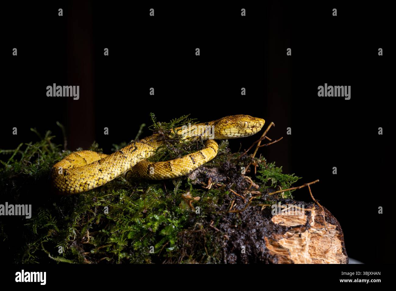 A juvenile Osborne's Lancehead, Bothrops osbornei, in the Septimo ...