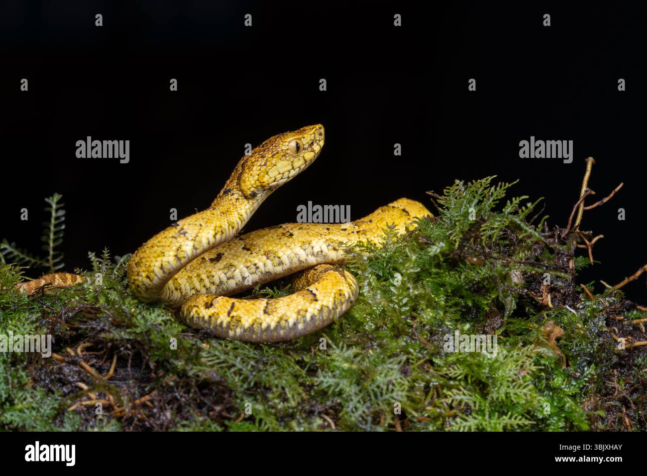 A juvenile Osborne's Lancehead, Bothrops osbornei, in the Septimo ...