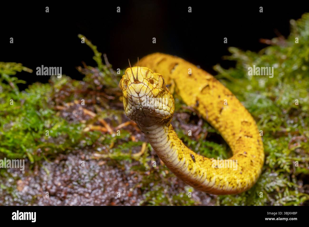 A juvenile Osborne's Lancehead, Bothrops osbornei, in the Septimo ...