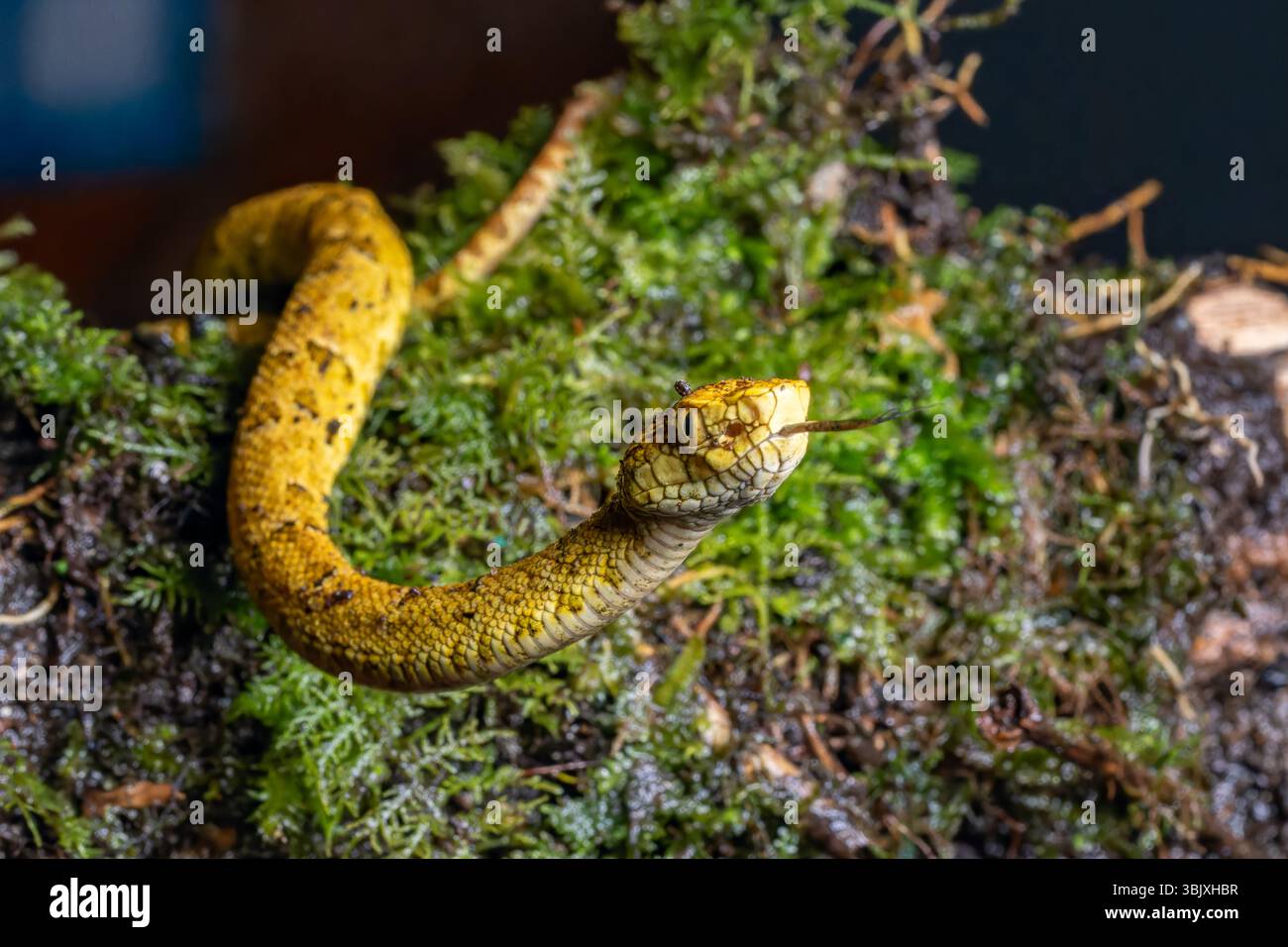 A juvenile Osborne's Lancehead, Bothrops osbornei, in the Septimo ...