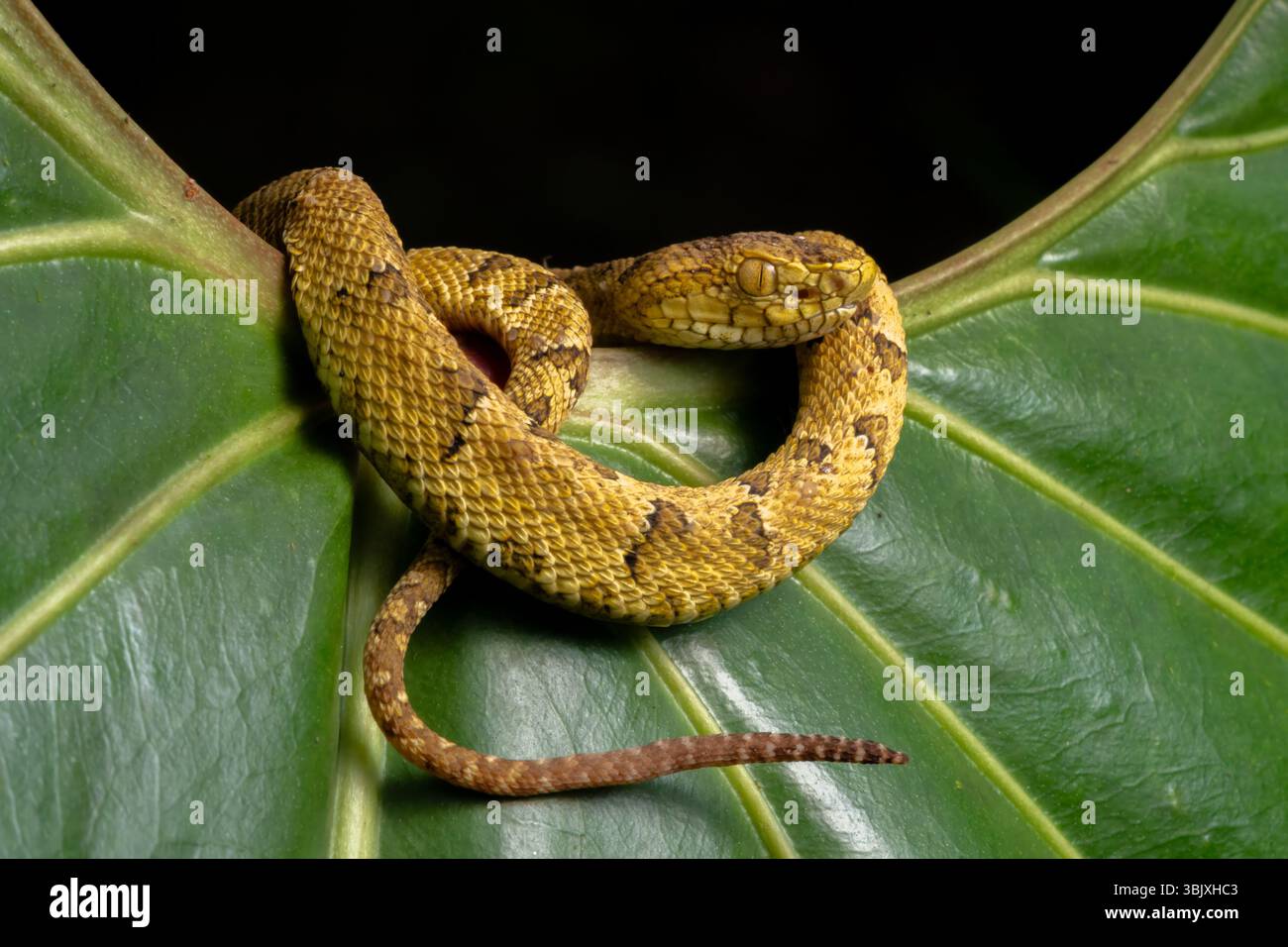 A juvenile Osborne's Lancehead, Bothrops osbornei, in the Septimo ...