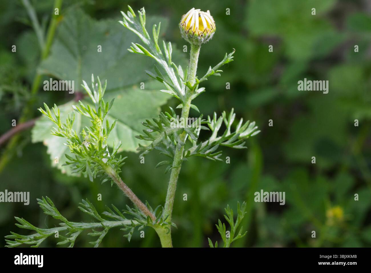 Anthemis cotula, Stinking Chamomile Stock Photo - Alamy