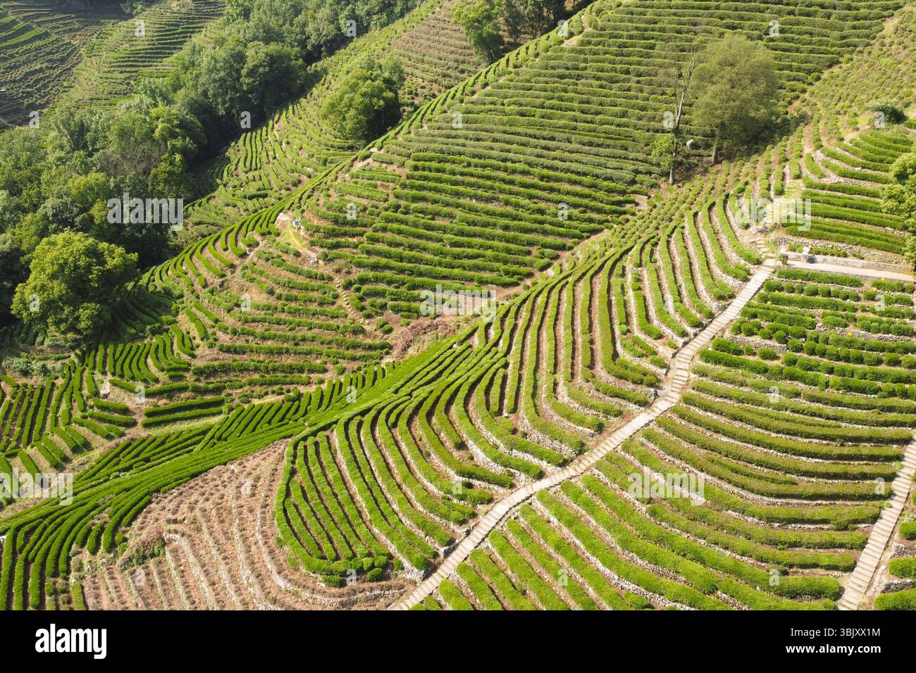 West lake longjing tea aerial hi-res stock photography and images - Alamy