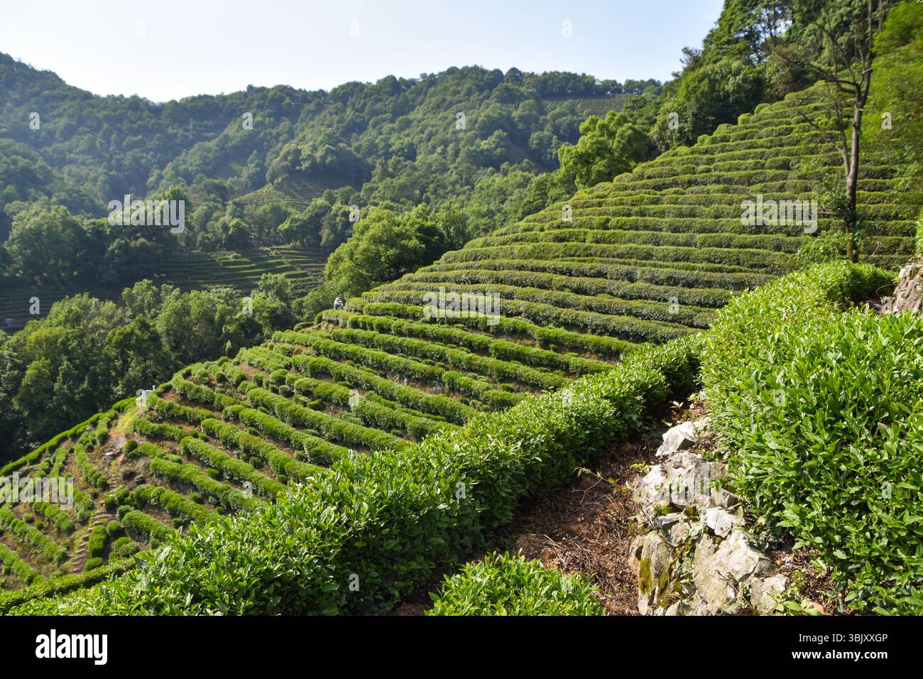 The green fields at the Longjing Tea Terrace in Hangzhou, China Stock ...