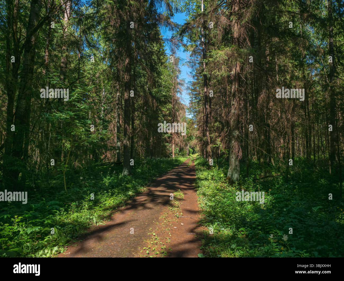 Narrow path pathway hi-res stock photography and images - Alamy