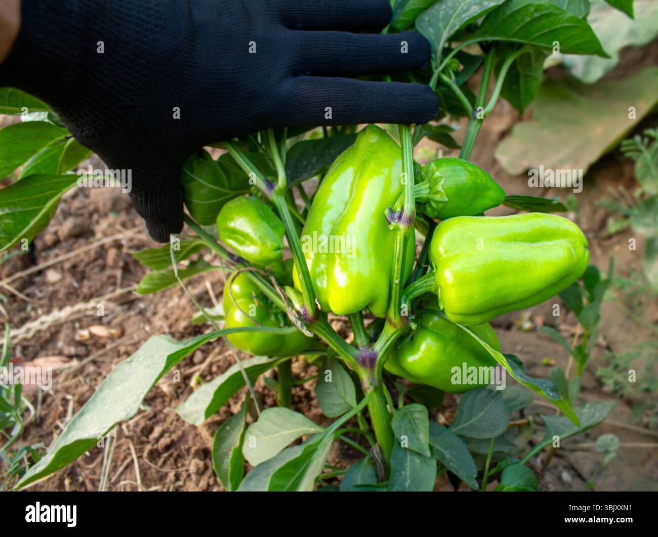 A farmer shows a bell pepper plant with a crop of peppers hanging on ...