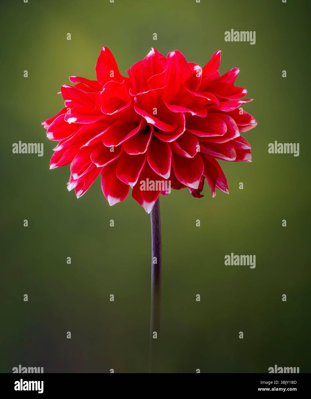 A beautiful red Pom Pom Dahlia flower, photographed against a green ...