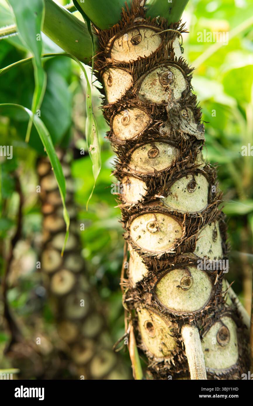 Close-up of Thaumatophyllum undulatum stem with textured leaf scars. A ...