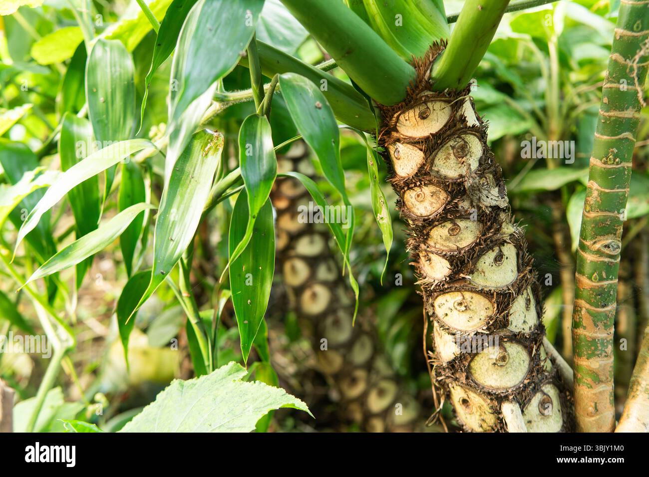 Close-up of Thaumatophyllum undulatum stem with textured leaf scars. A ...