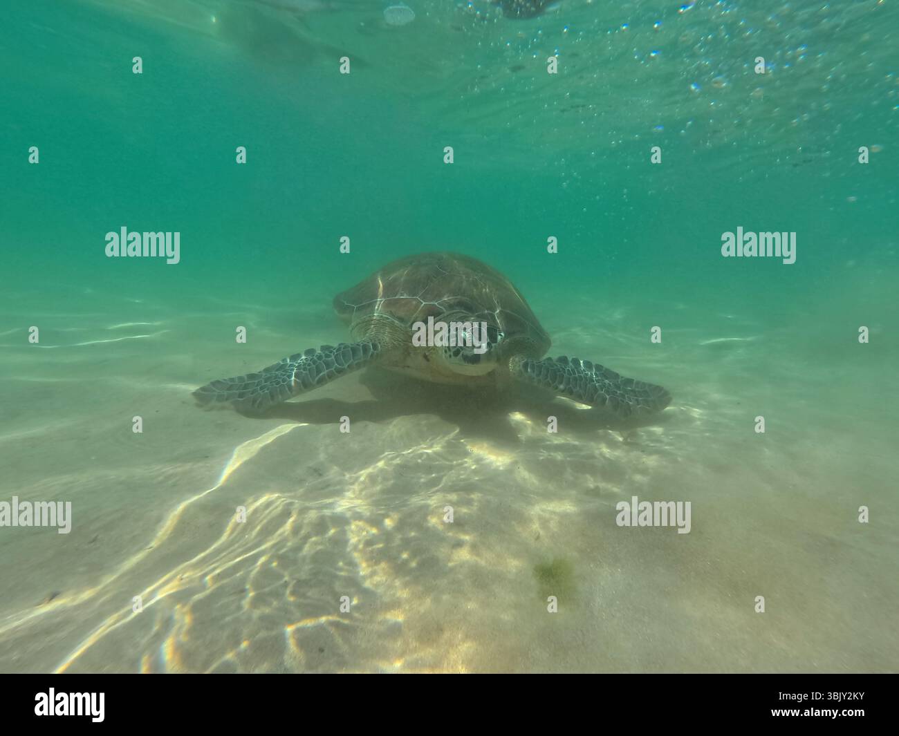 A green sea turtle glides through the crystal clear waters, showcasing ...