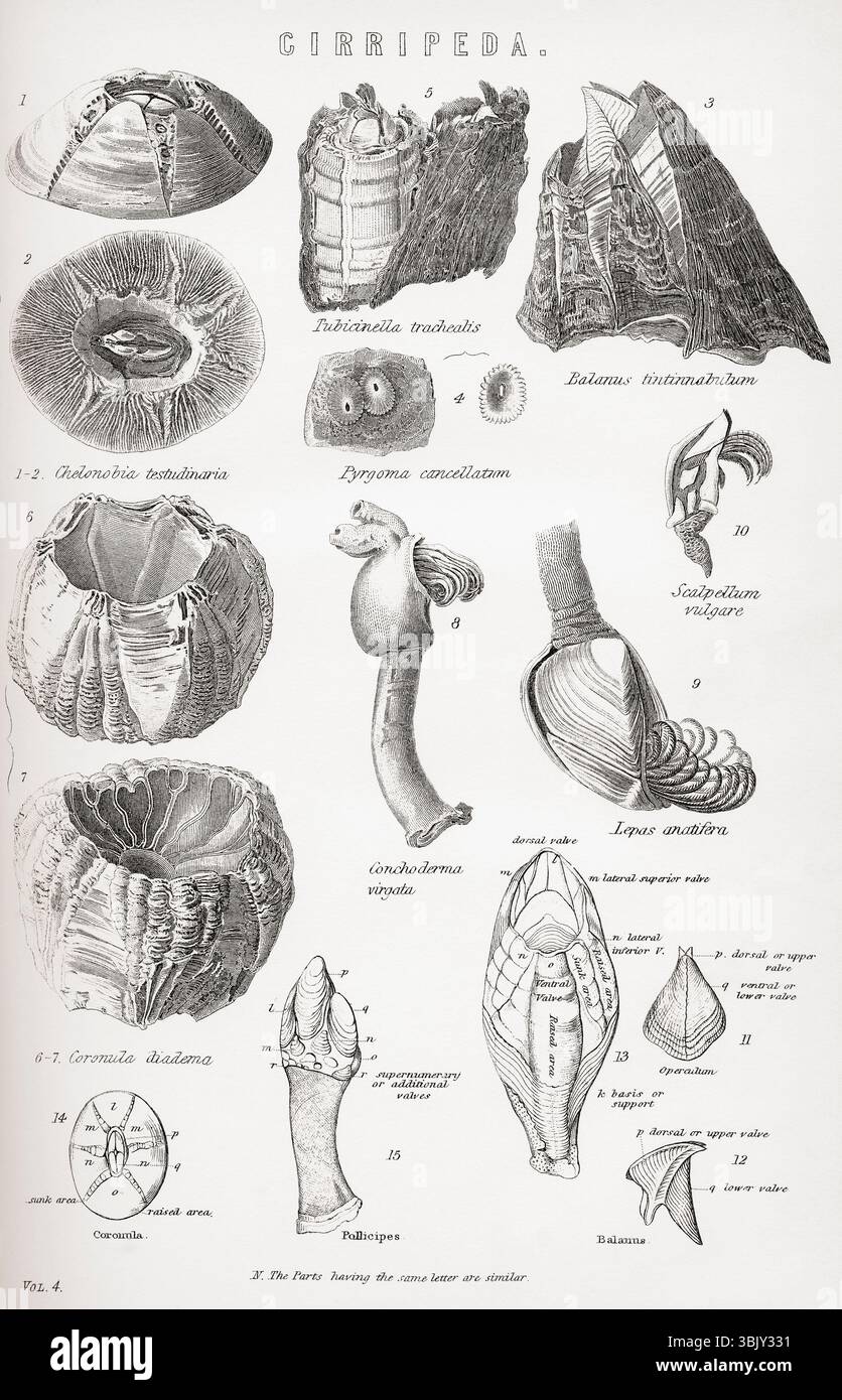 Whale cirripedia hi-res stock photography and images - Alamy