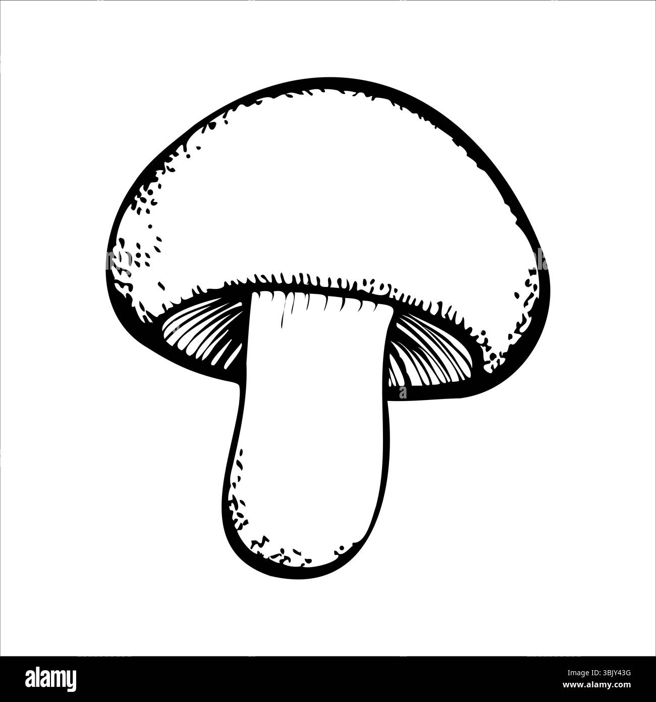 White edible mushroom growing Black and White Stock Photos & Images - Alamy