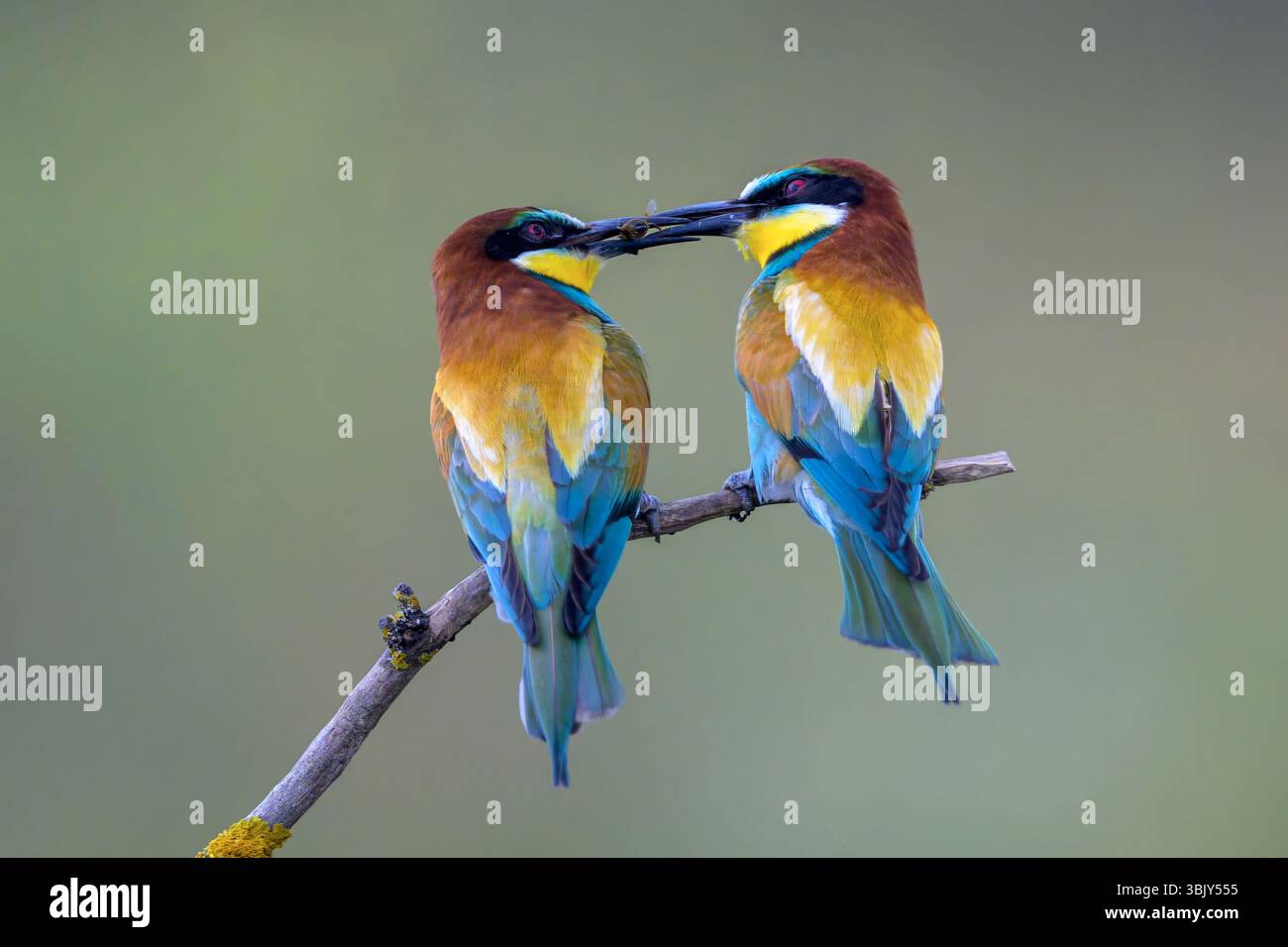 Pair of European bee-eaters (Merops apiaster). The male giving the ...