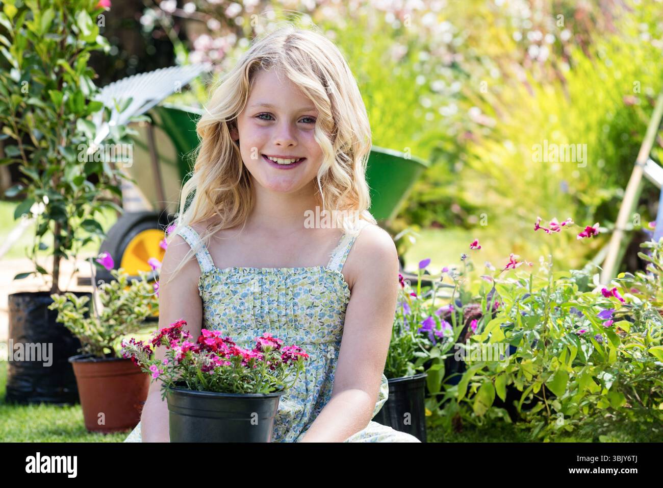 Flower pot blooming with bright pink flowers in sunlit backyard garden ...