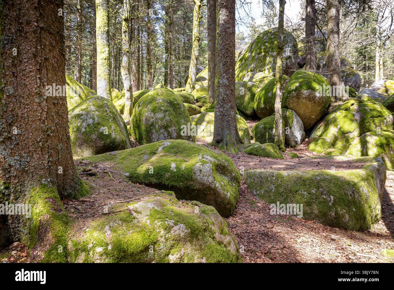 Granitfelsen Günterfelsen nahe der Donauquelle, Furtwangen im Schwarzwald, Baden-Württemberg ...