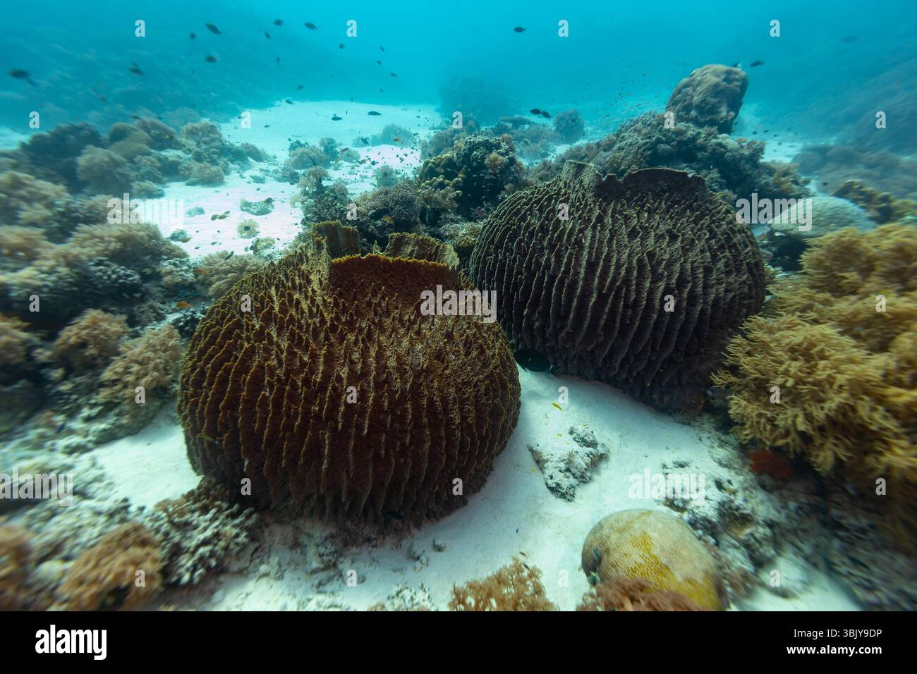 An underwater scene featuring two large barrel sponges surrounded by ...