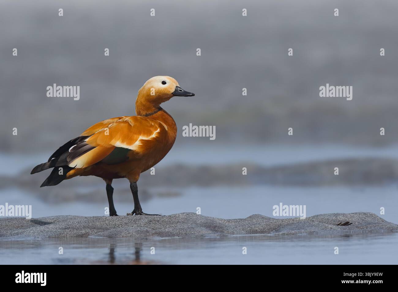 Ruddy Shelduck, known in India as the Brahminy duck, is a bird species ...
