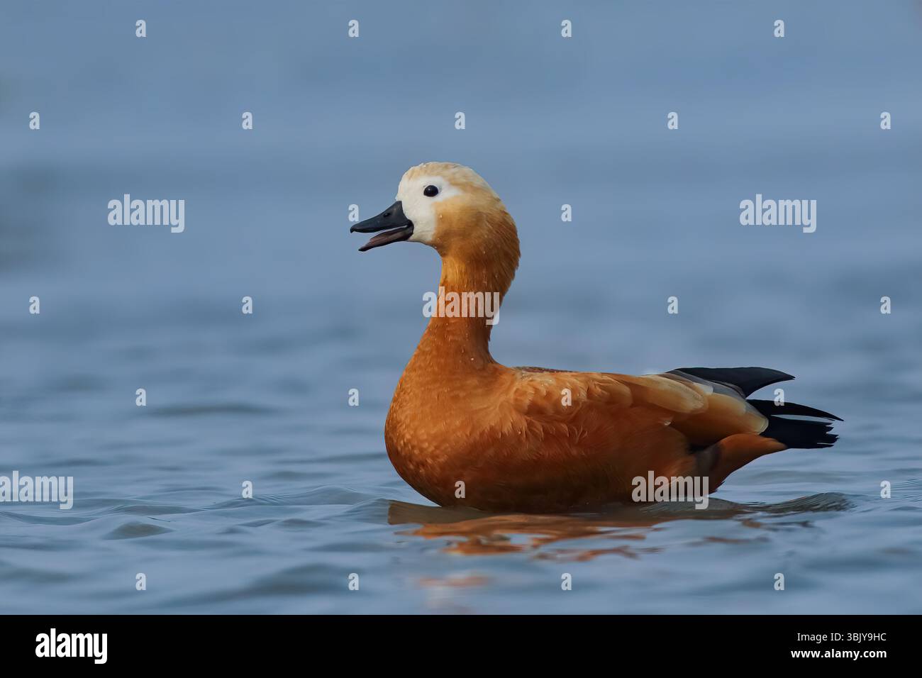 Ruddy Shelduck, known in India as the Brahminy duck, is a bird species ...