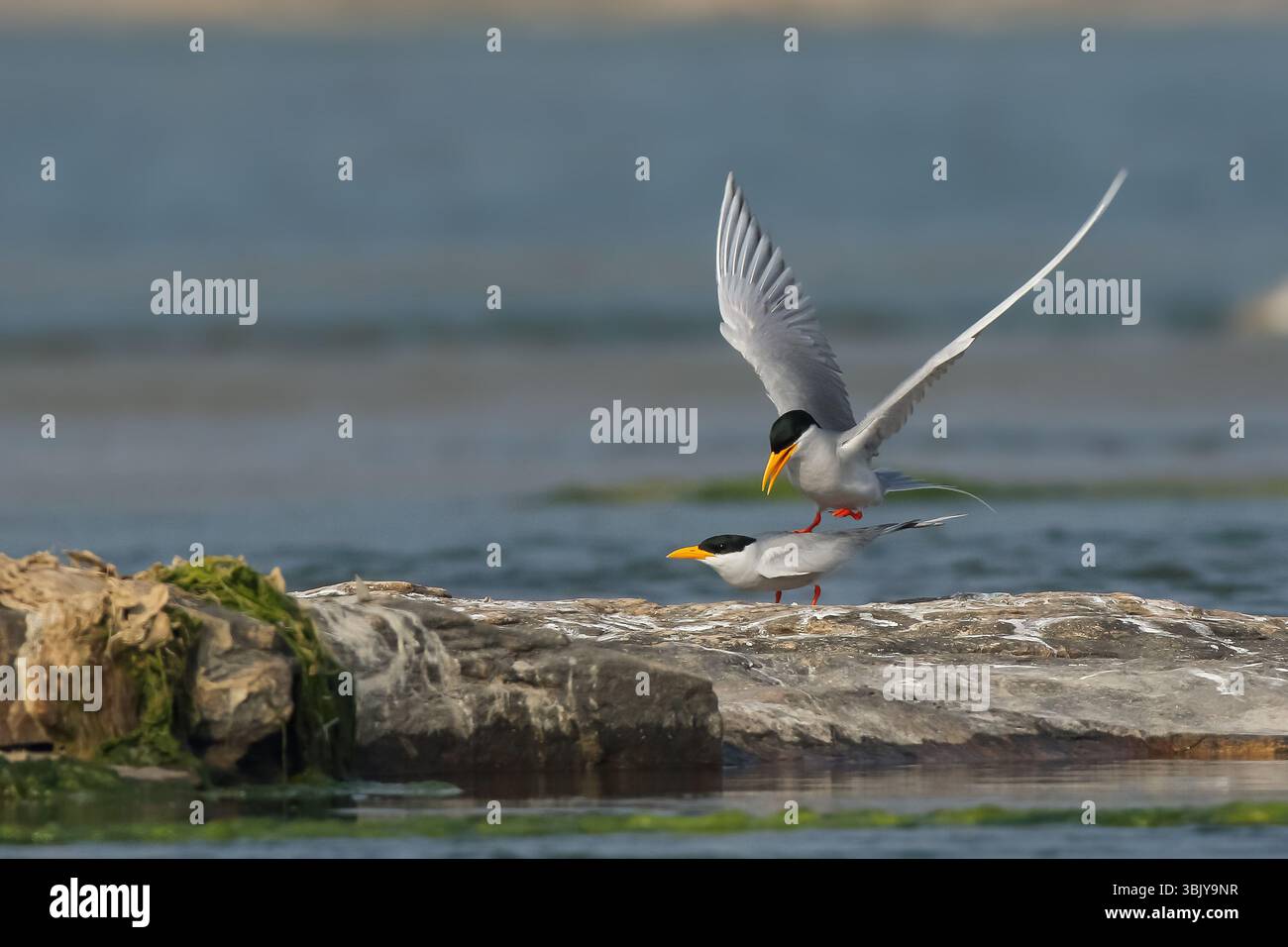 River Tern or Indian River Tern is a tern in the family Laridae, the ...