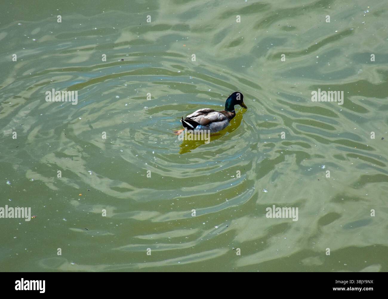 Rouen duck gliding and fishing in the murky water of the Danube ...