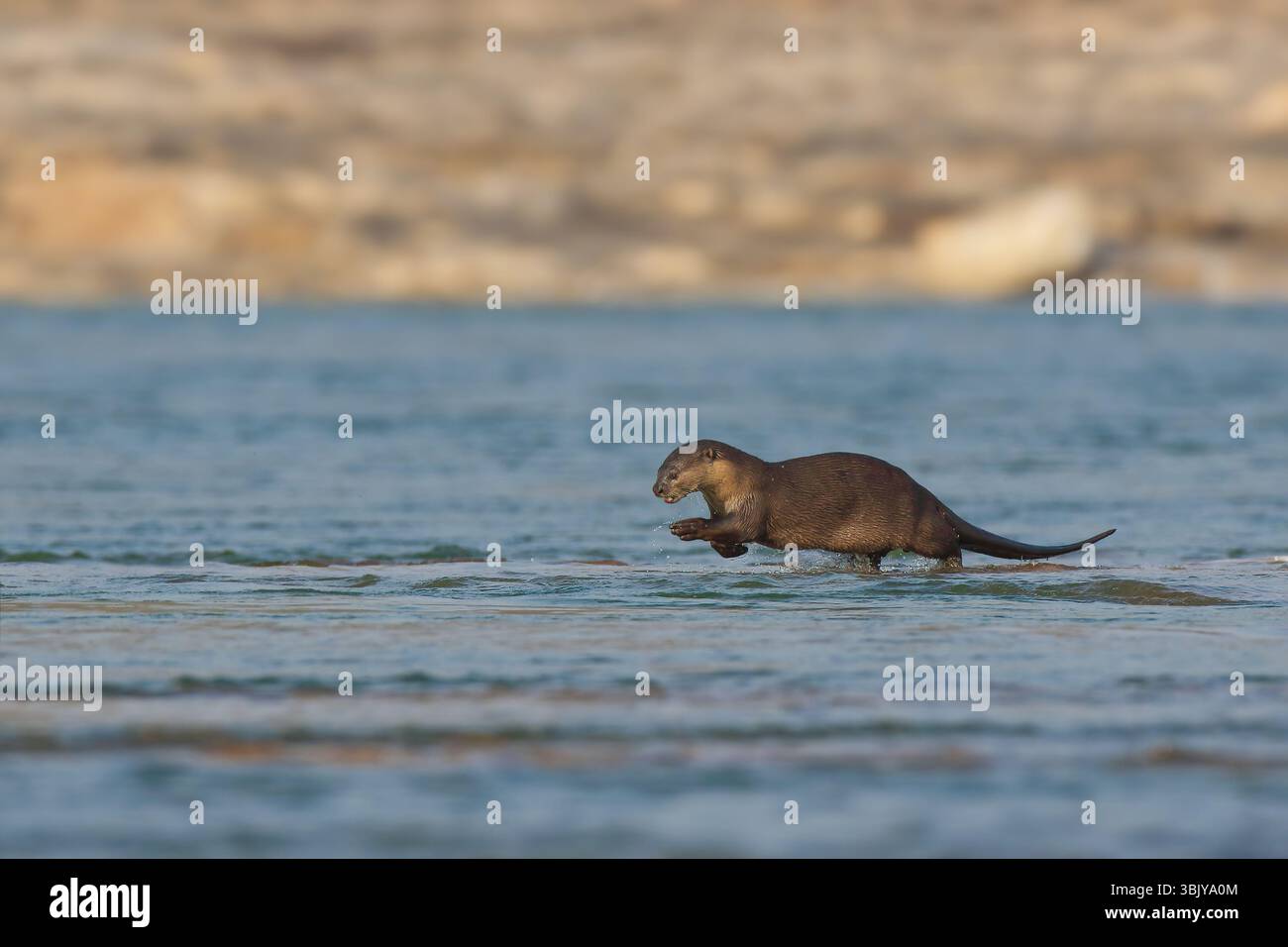 Smooth-coated otter is a freshwater otter species from regions of South ...