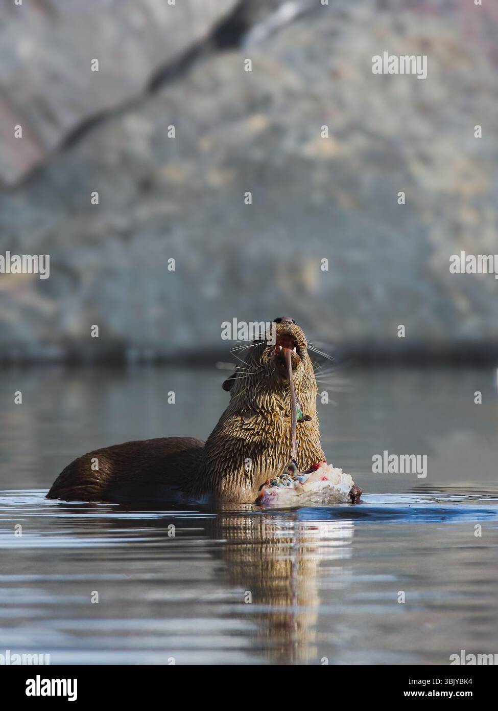 Smooth-coated otter is a freshwater otter species from regions of South ...