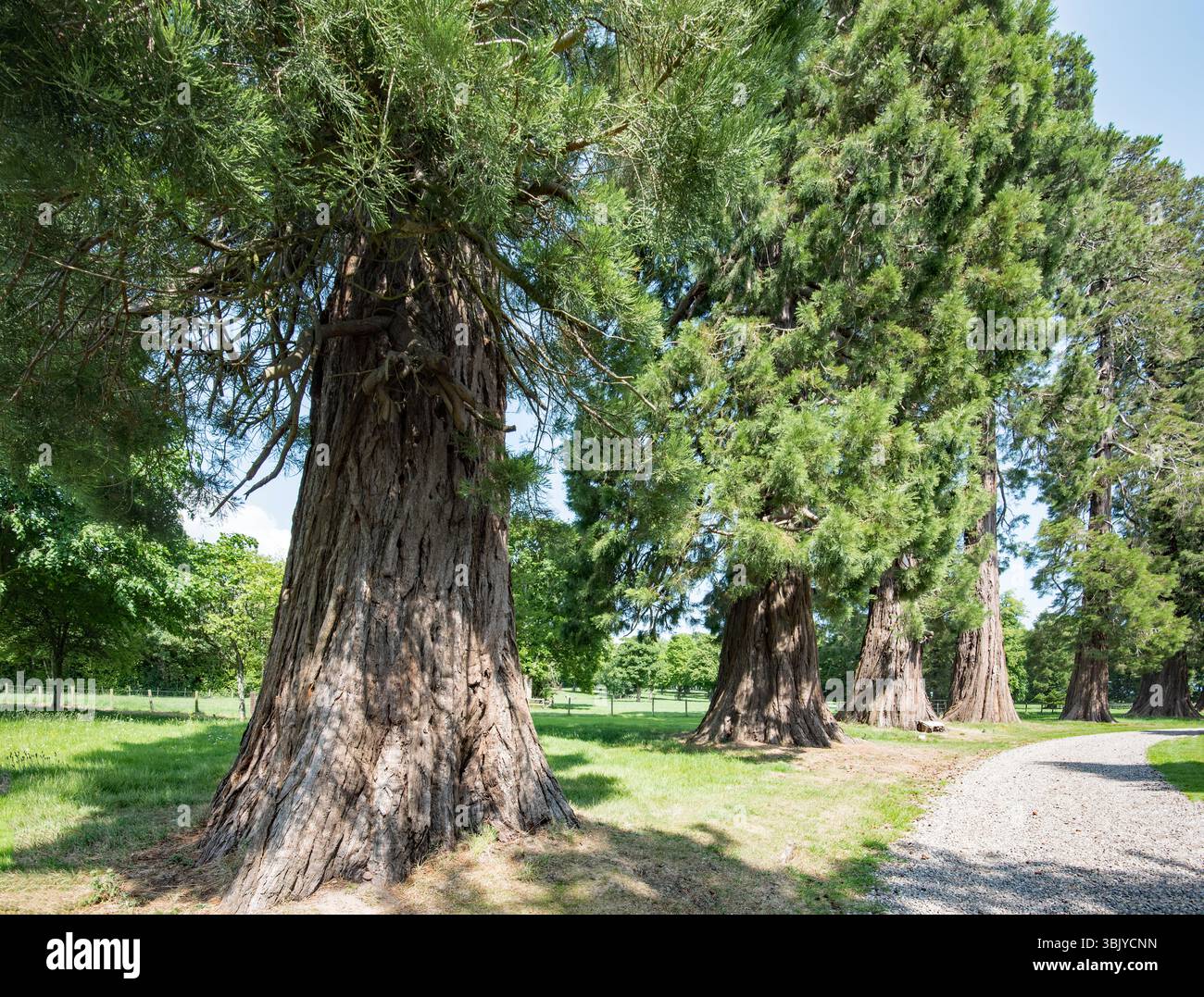 Avenue of 14 awe inspiring trees hi-res stock photography and images ...