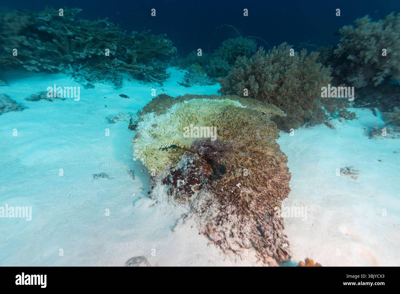 Coral formations hi-res stock photography and images - Alamy
