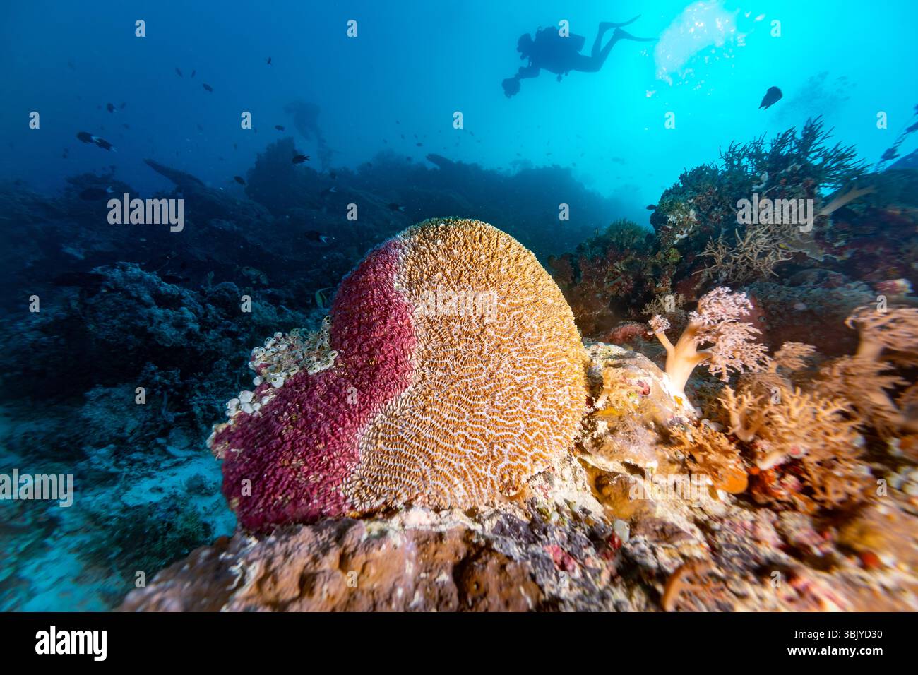A diver explores a vibrant coral reef, observing the diverse marine ...