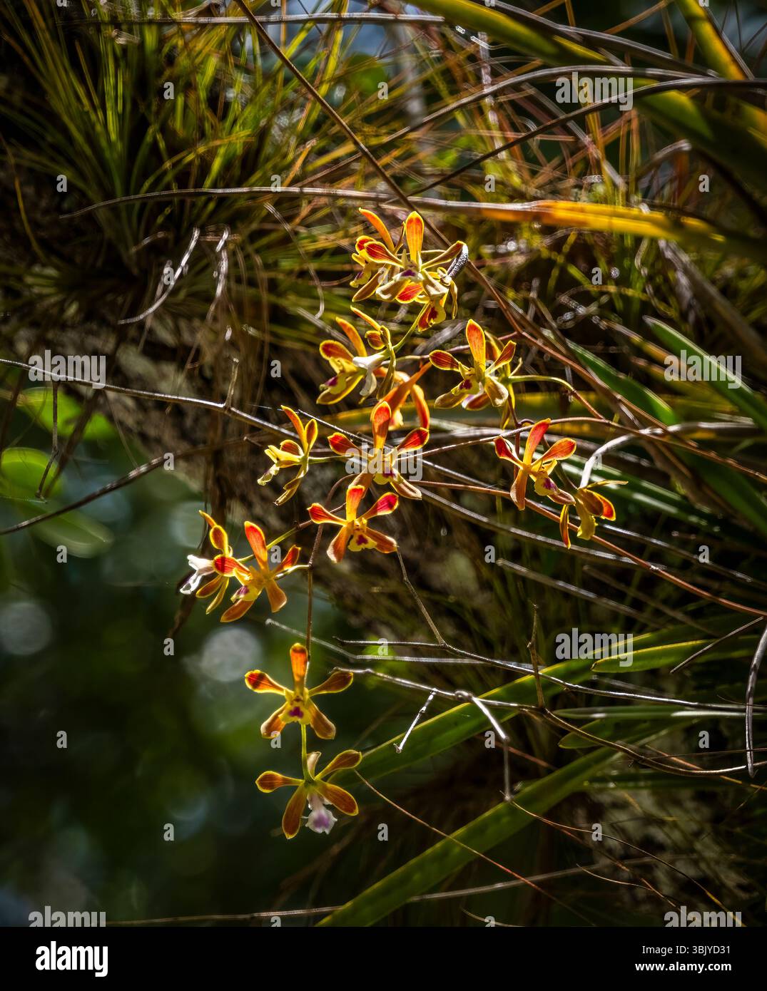 Tampa Butterfly Orchids also know as Florida Butterfly Orchids growing ...