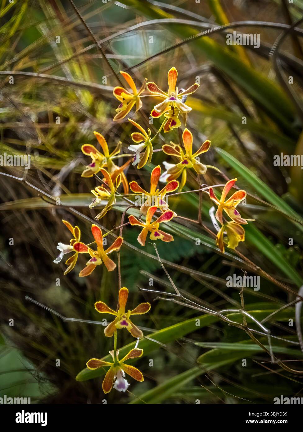 Tampa Butterfly Orchids also know as Florida Butterfly Orchids growing ...