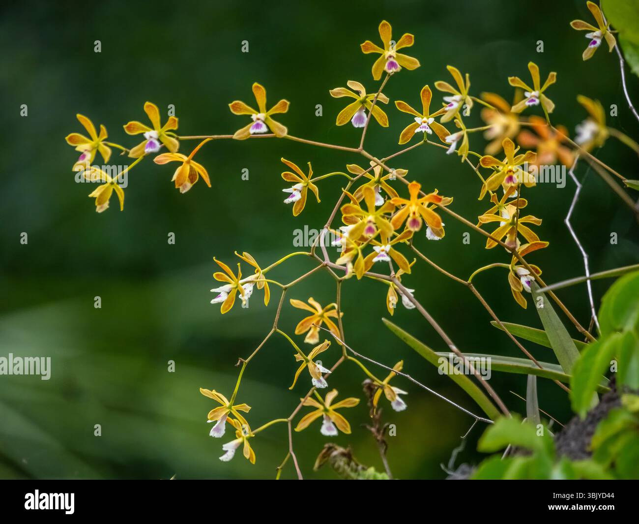Tampa Butterfly Orchids also know as Florida Butterfly Orchids growing ...