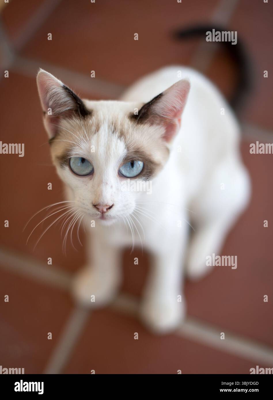 Portrait of dirty stray feral cat outdoors Stock Photo - Alamy