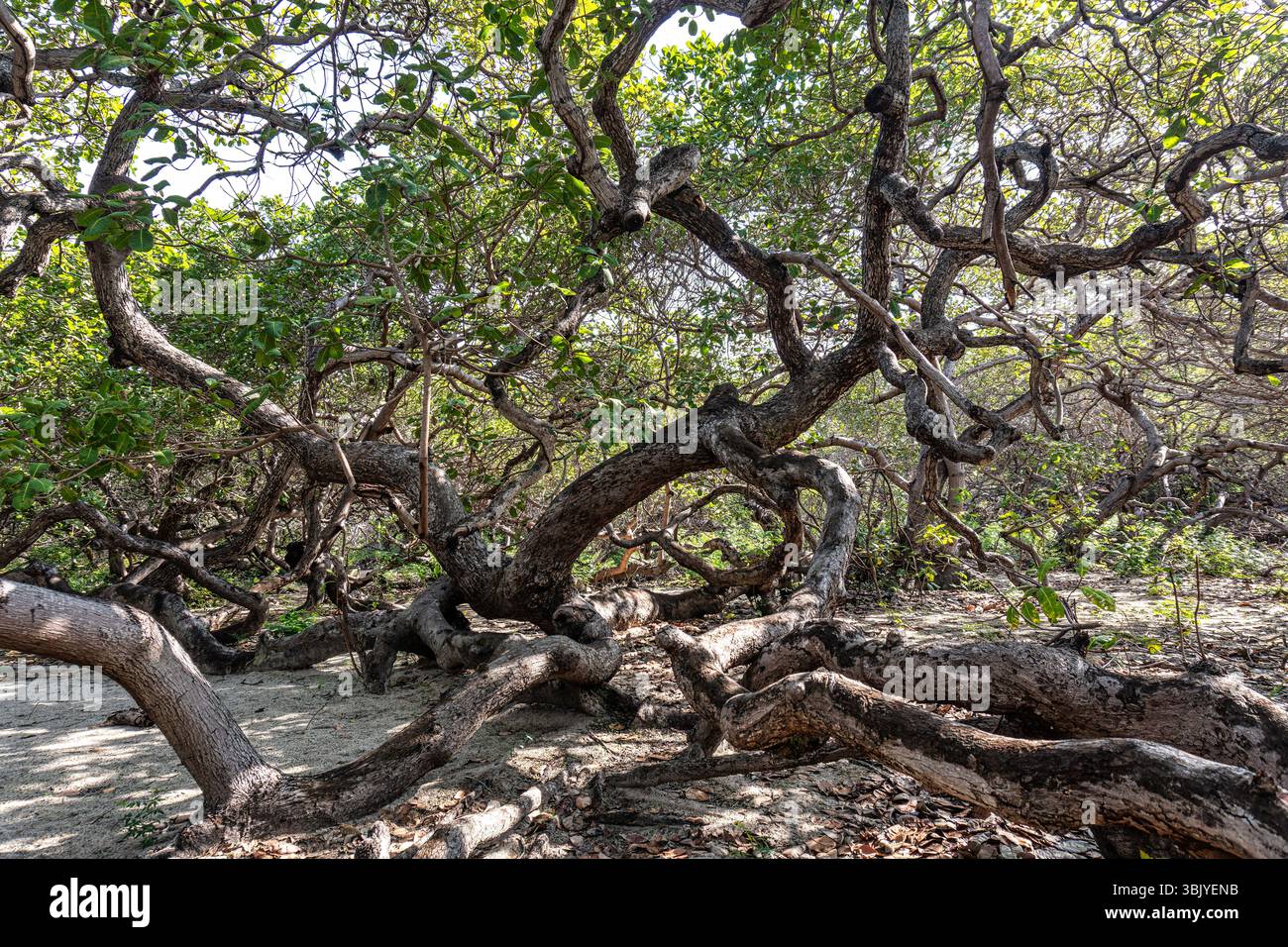 The world's largest cashew tree with many branches at Natal, Rio Grande ...
