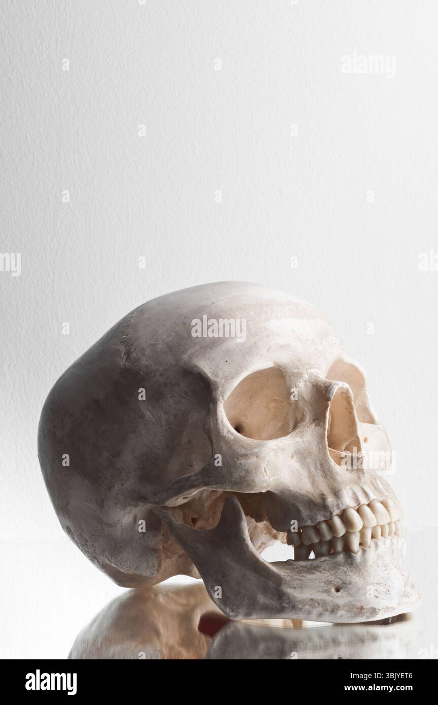 Anatomically hi-res stock photography and images - Alamy