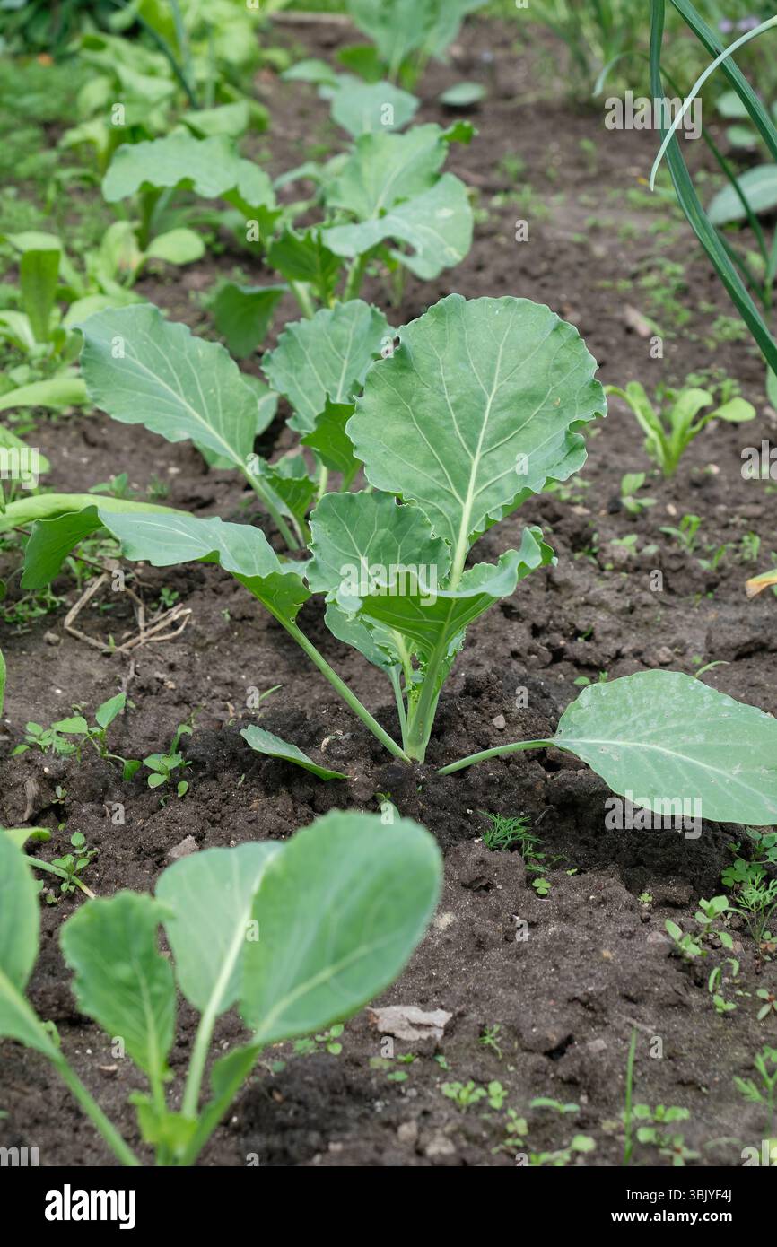 Early-stage cabbage plants sprouting in organized rows in a home ...