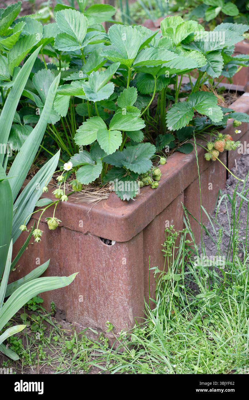 Strawberry bushes growing in a reused box. An example of an eco ...